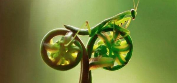 Biomimicry: Finding Sustainable Patterns In Nature