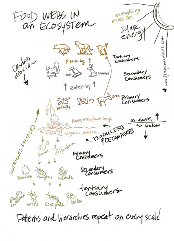 What Is An Ecosystem And How Can Observing Ours Make Us Better Designers?